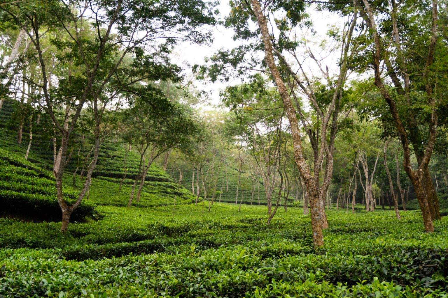 Our History – M. Ahmed Group